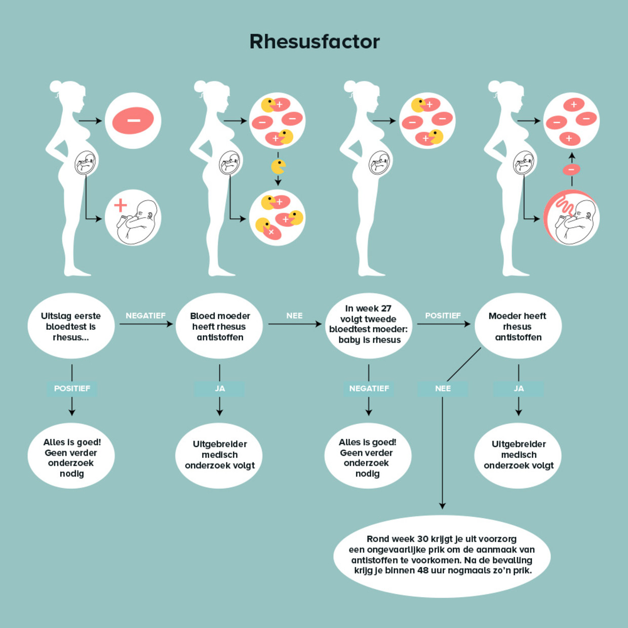 De rhesusfactor: wat is het? - Ouders van Nu