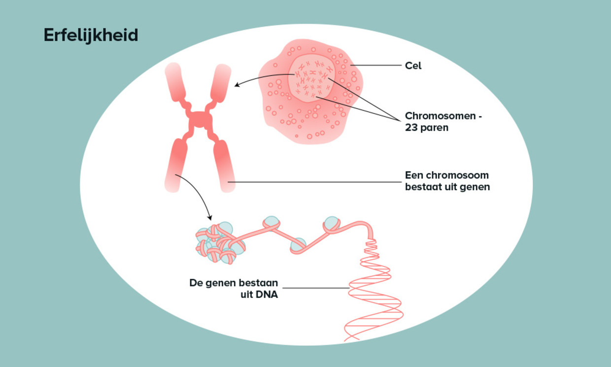 Alles over erfelijkheid en genen - Ouders van Nu