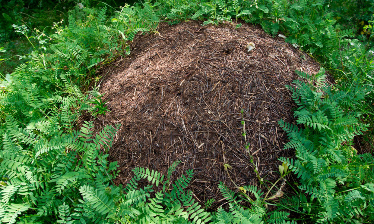 Een (rode) mierenbeet bij je kind - Ouders van Nu