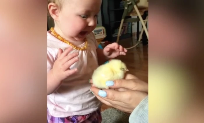 Baby ziet voor het eerst een kuikentje